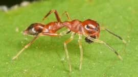 Latest News on Spider: Get Spider News Updates along with Photos ...