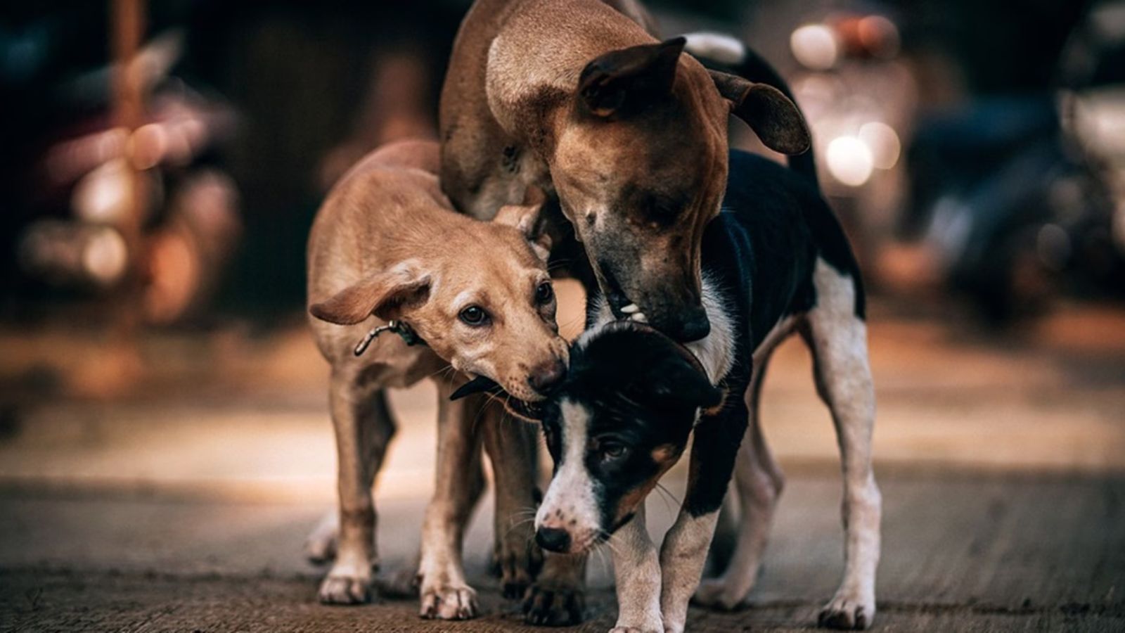 ‘Teachers to count stray dogs’ claim: Police lodge FIR, BJP-AAP spar ...