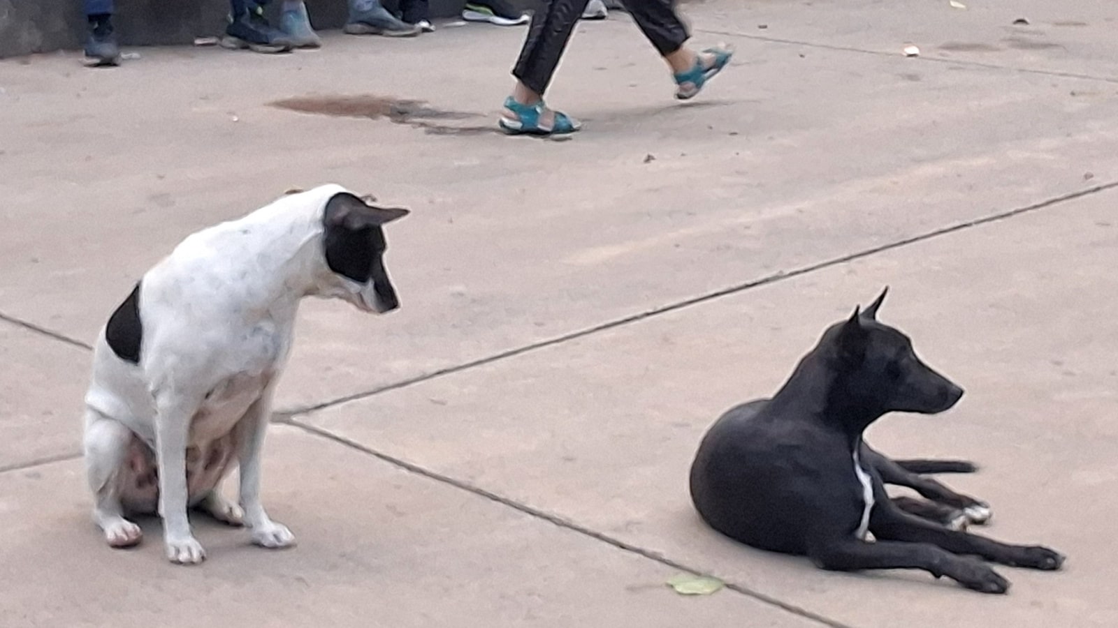 ‘4-5 litigants bitten by dogs in December’: Gujarat HC bar association ...