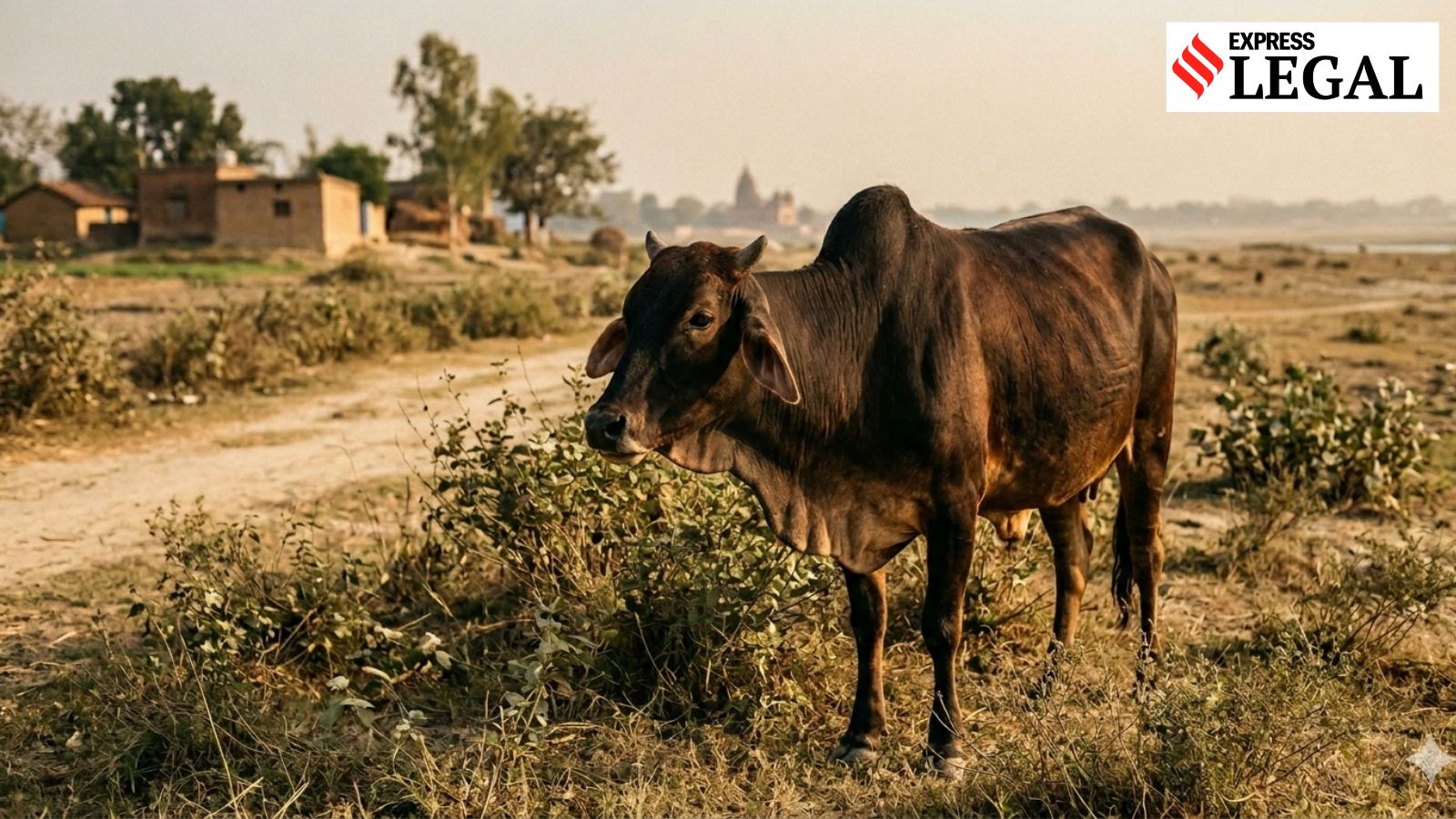 Why Allahabad HC Upheld NSA Detention for Three Men in Navratri Cattle ...
