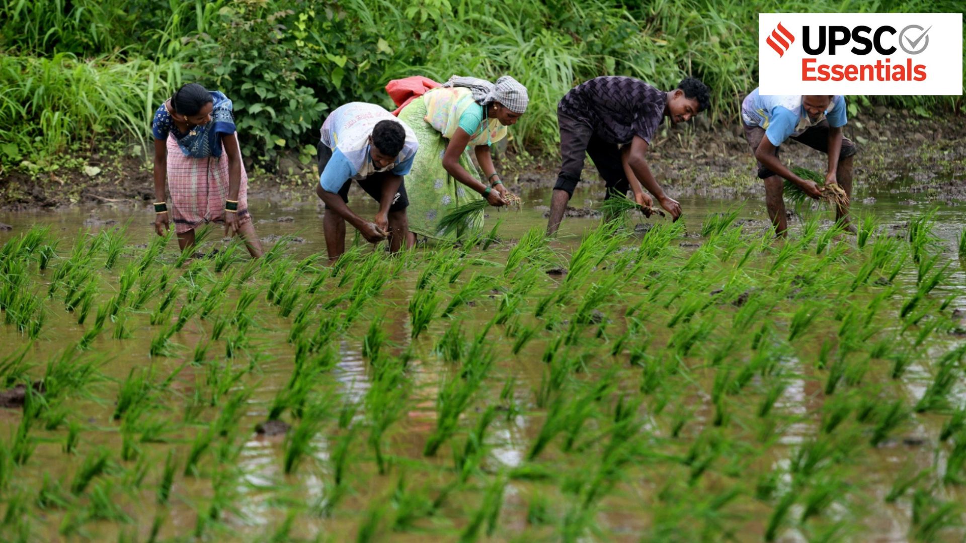 UPSC Current Affairs: Why India’s rice production surge raises concerns over food security and ...
