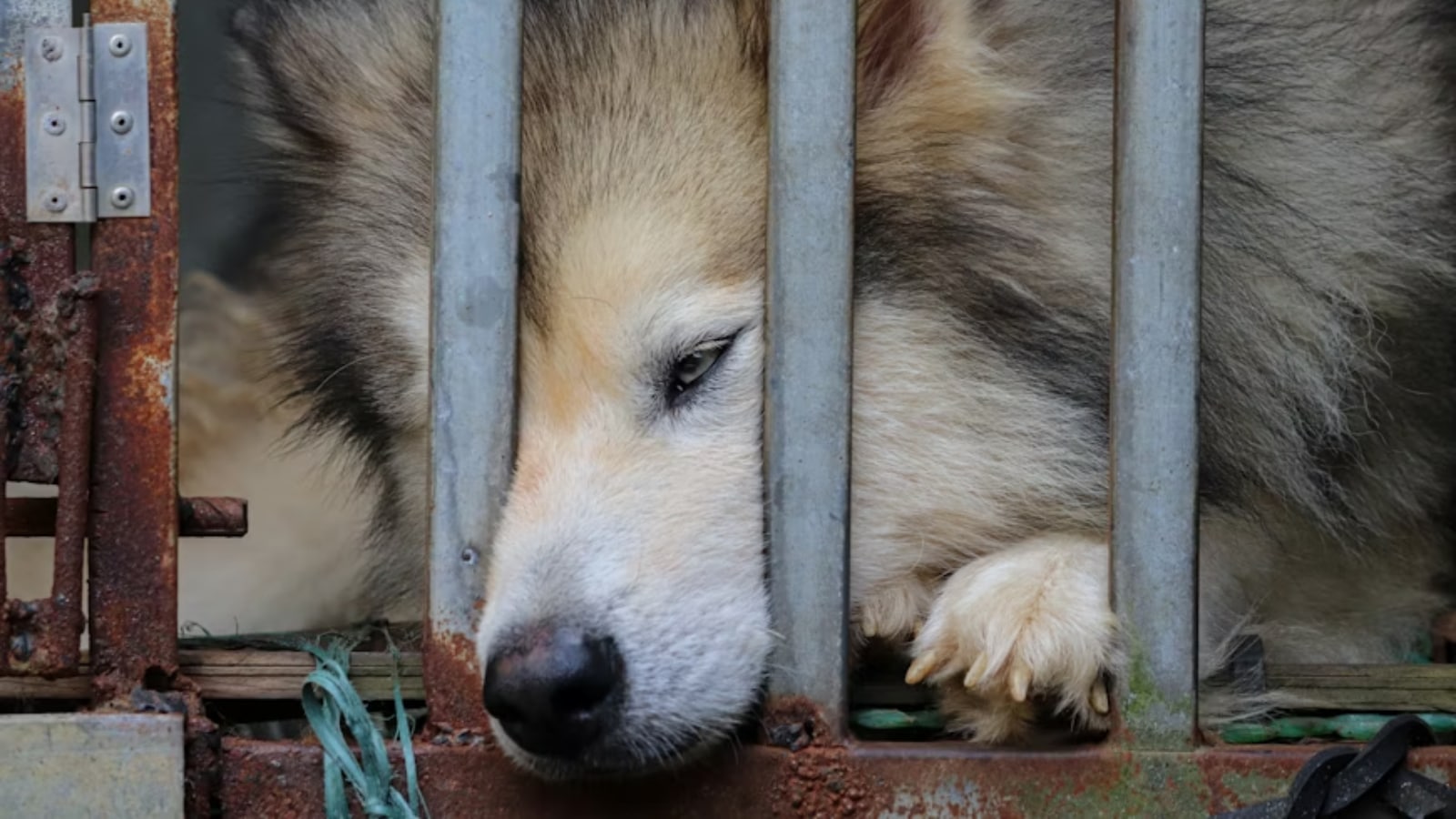 Shocking animal behaviours you won’t see on TV | Lifestyle Gallery News ...