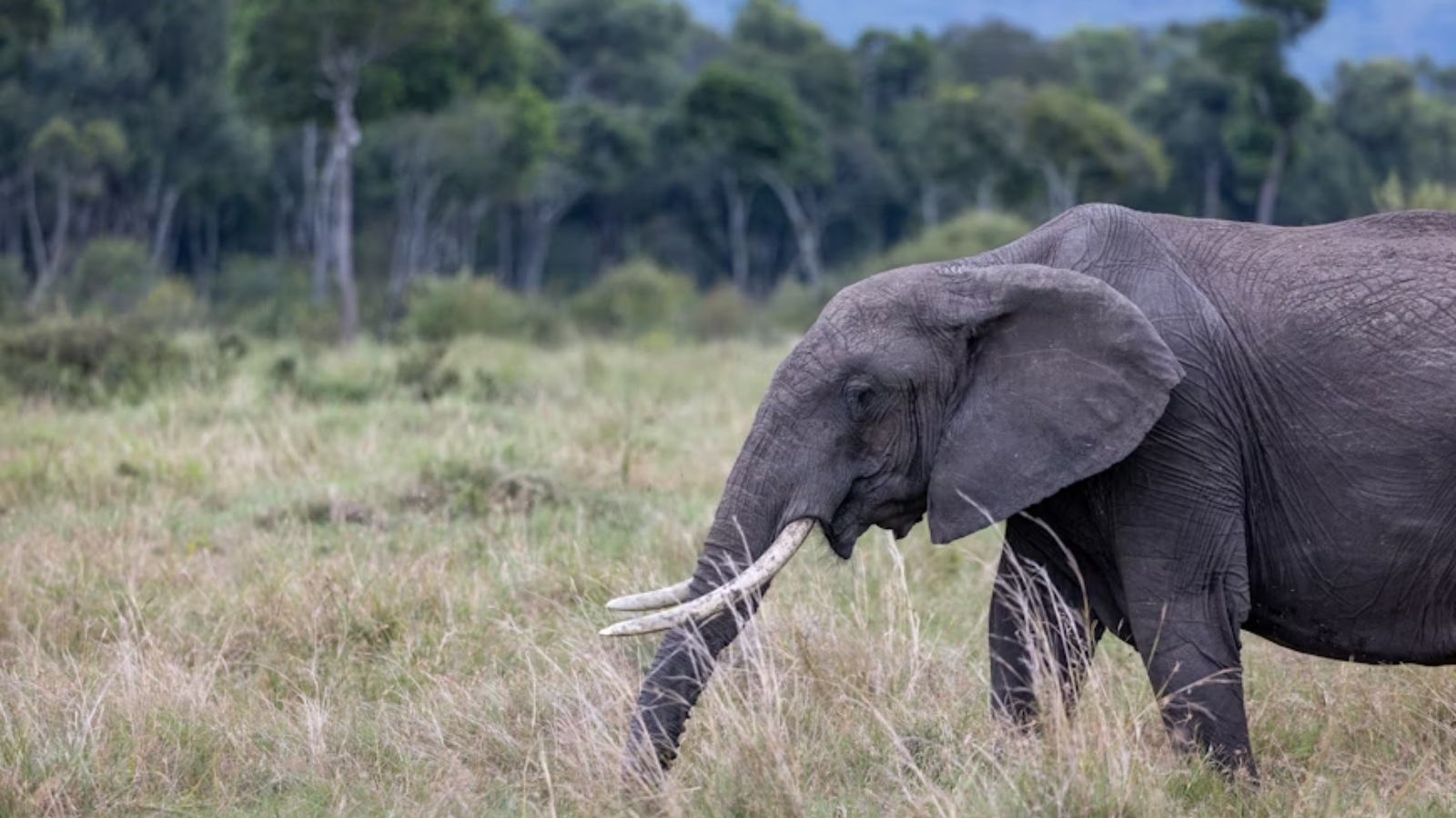 Add these premier Indian elephant reserves to your travel bucket list ...