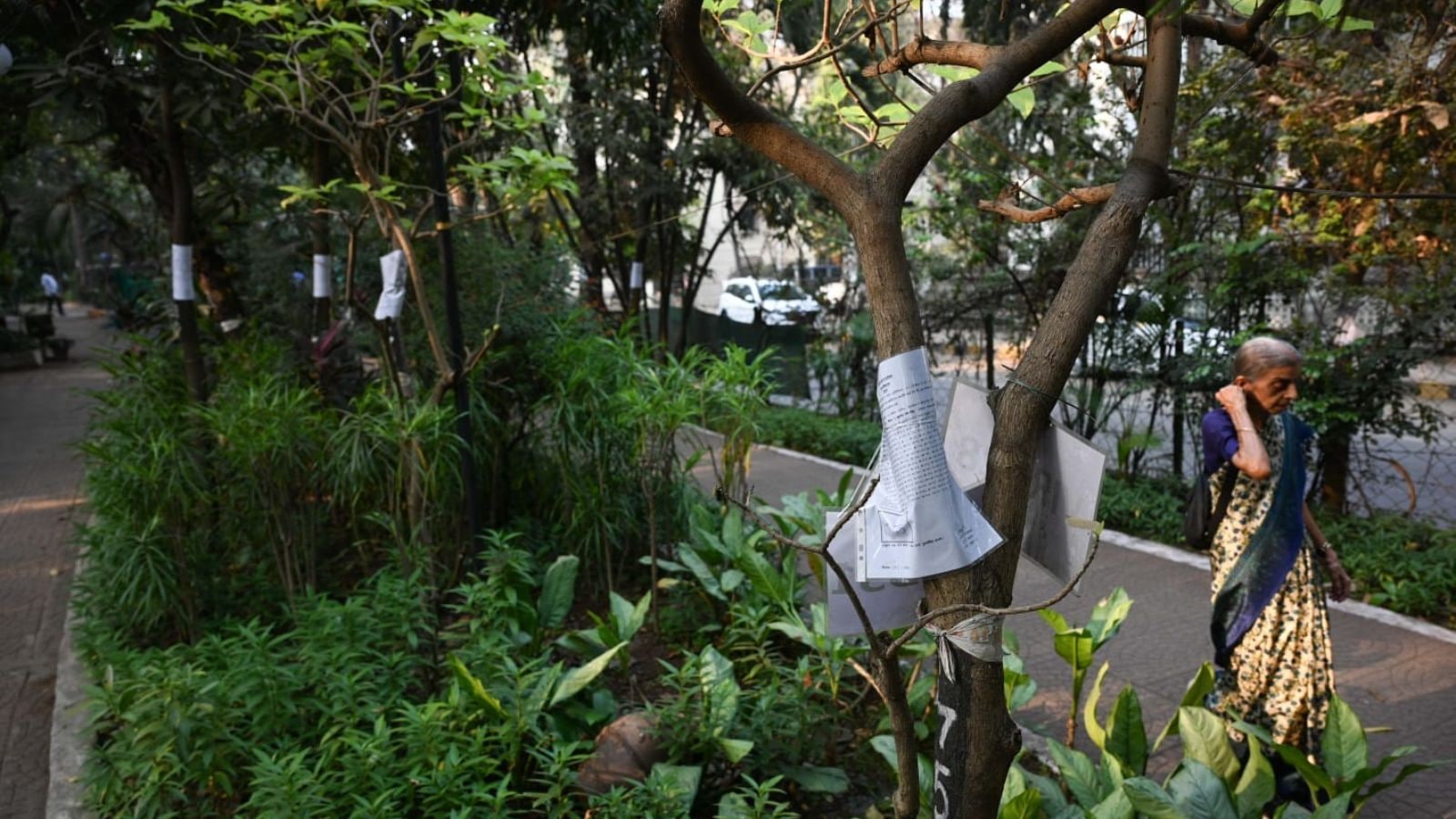 Coastal Road North Project: Nearly 80 trees in Nana Nani Park face axe ...