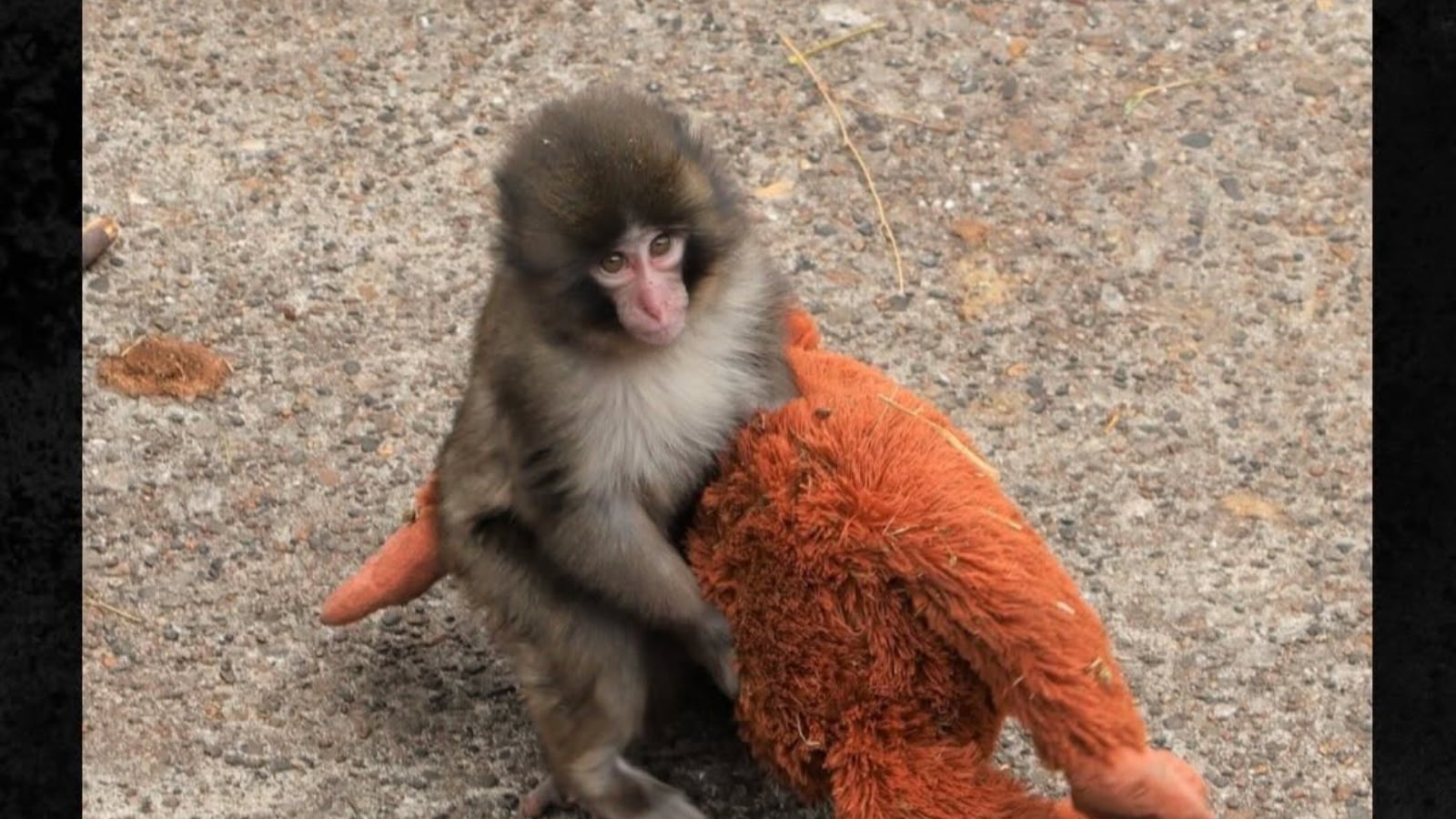 Who is ‘Punch the monkey’? | Lifestyle Gallery News - The Indian Express