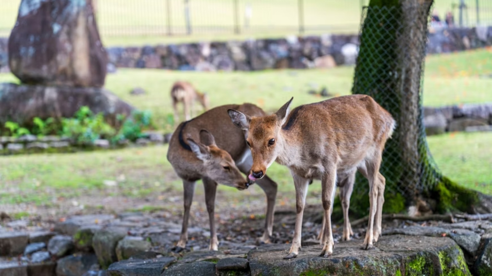 Six animals with extraordinary communication skills | Lifestyle Gallery ...