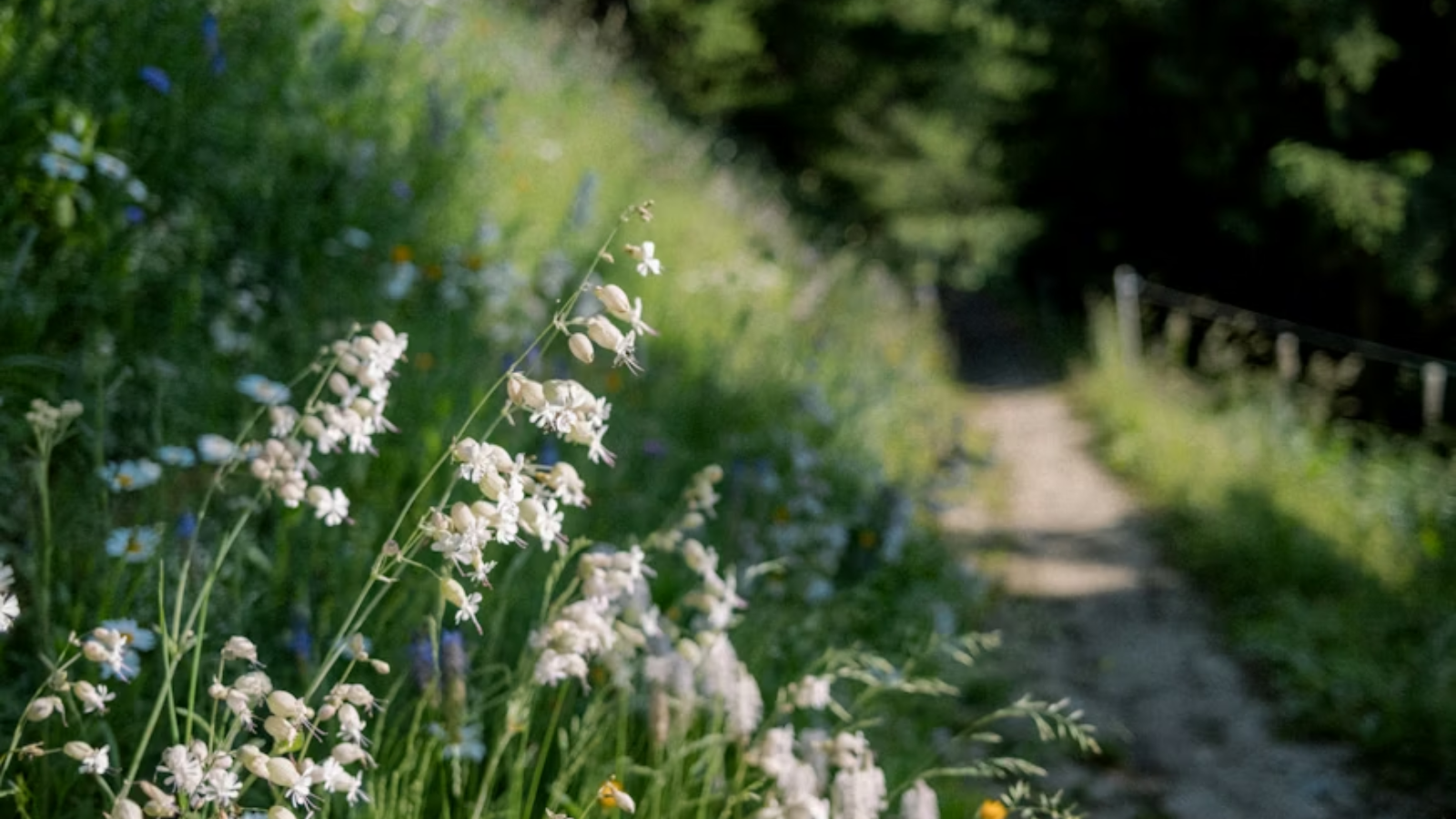 The world’s best wildflower hiking trails | Lifestyle Gallery News ...