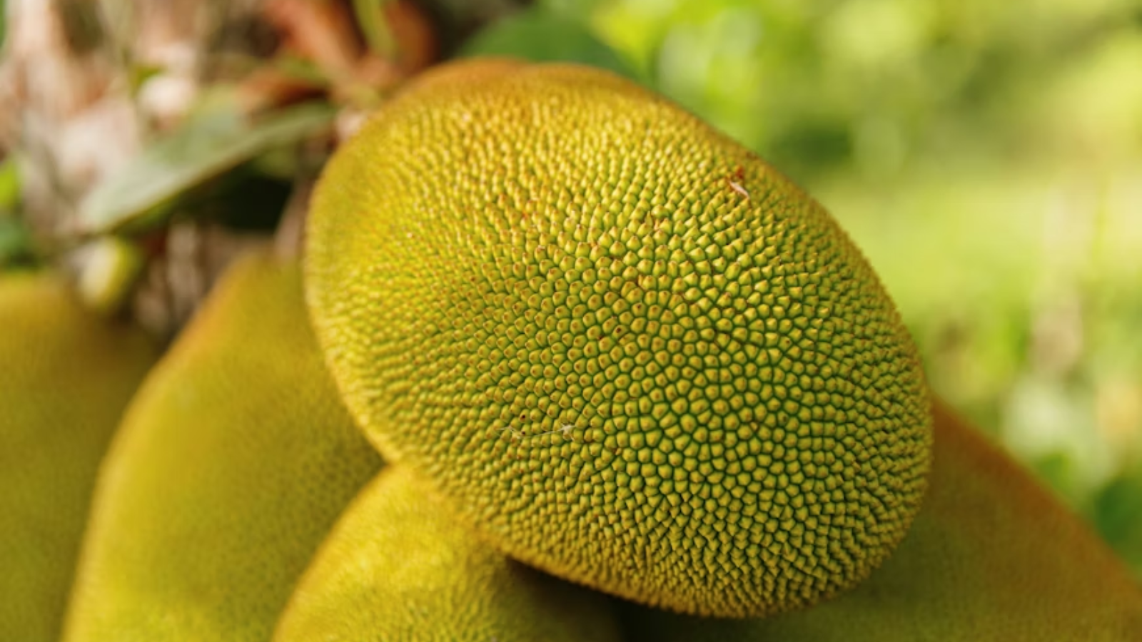 Not just a meat substitute: The hidden potential of jackfruit ...