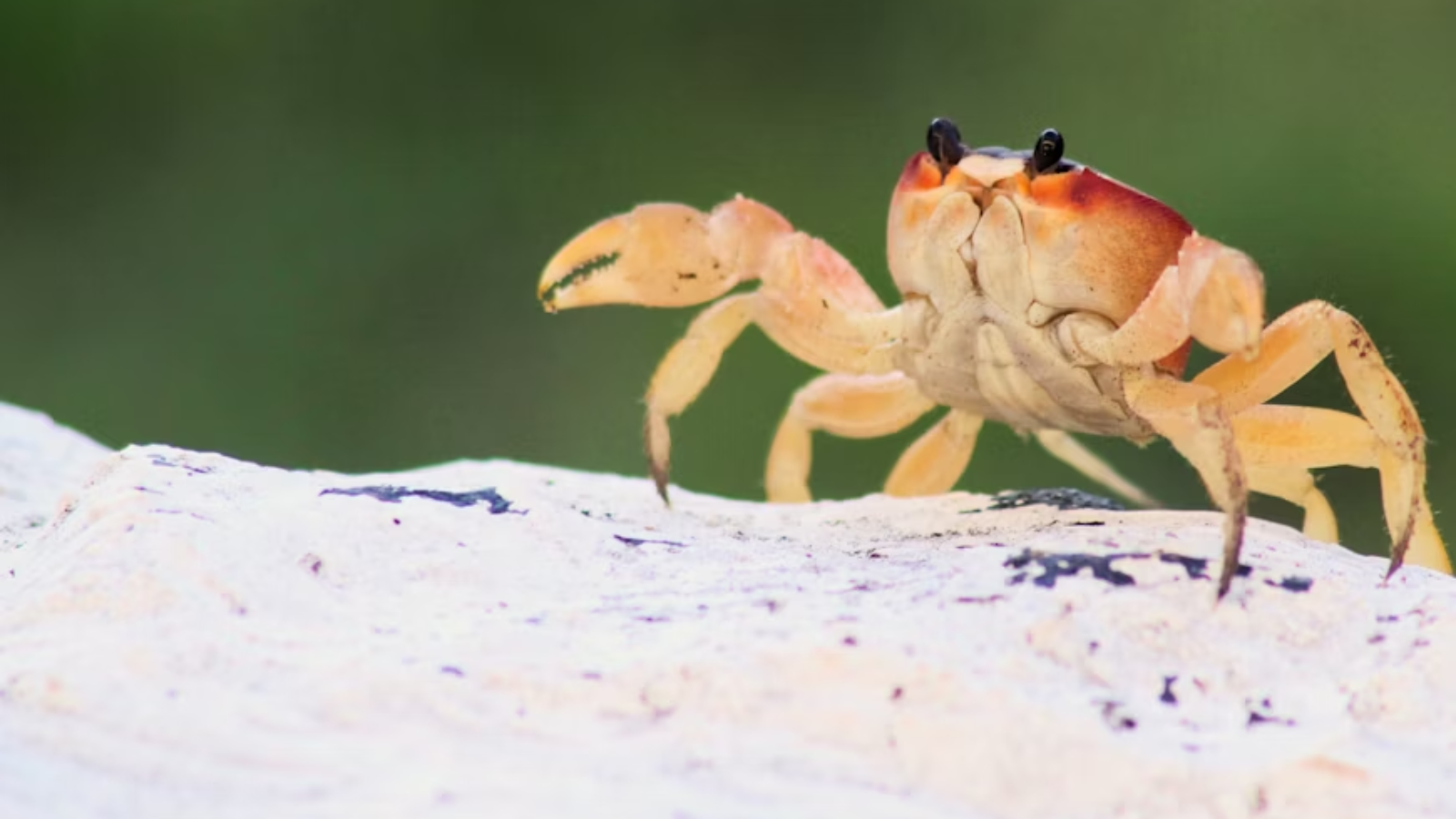 Nature’s top 6 crab hotspots | Lifestyle Gallery News - The Indian Express