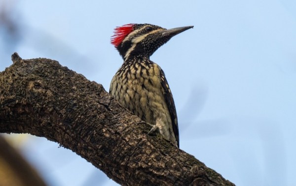 Mumbai’s Concrete Jungle is Hiding 240 Bird Species: Rare Owls and Late ...