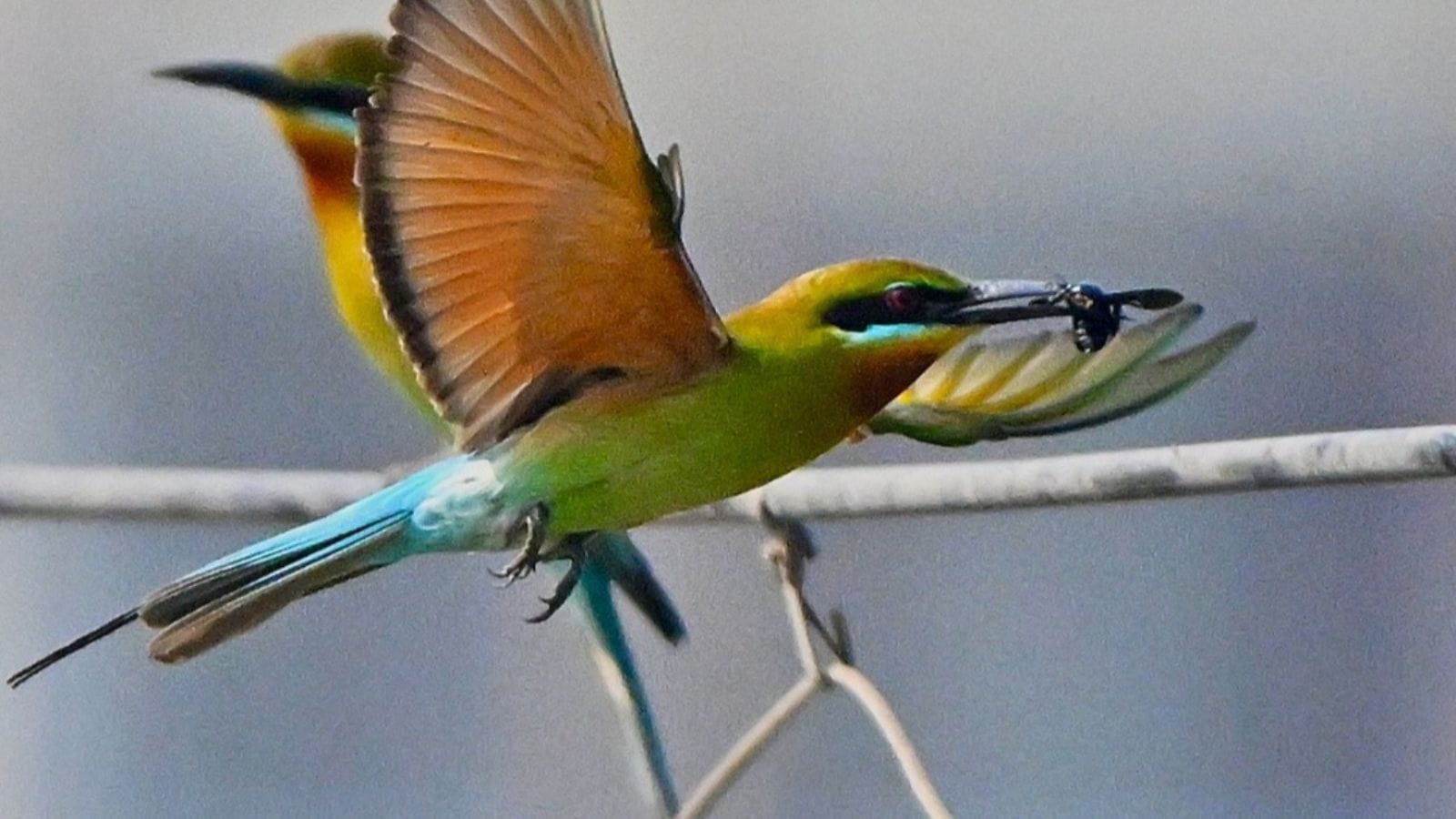 Mumbai’s Concrete Jungle is Hiding 240 Bird Species: Rare Owls and Late ...