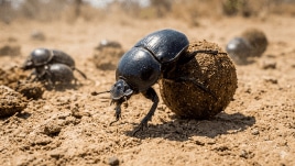 Latest News on Beetle: Get Beetle News Updates along with Photos ...