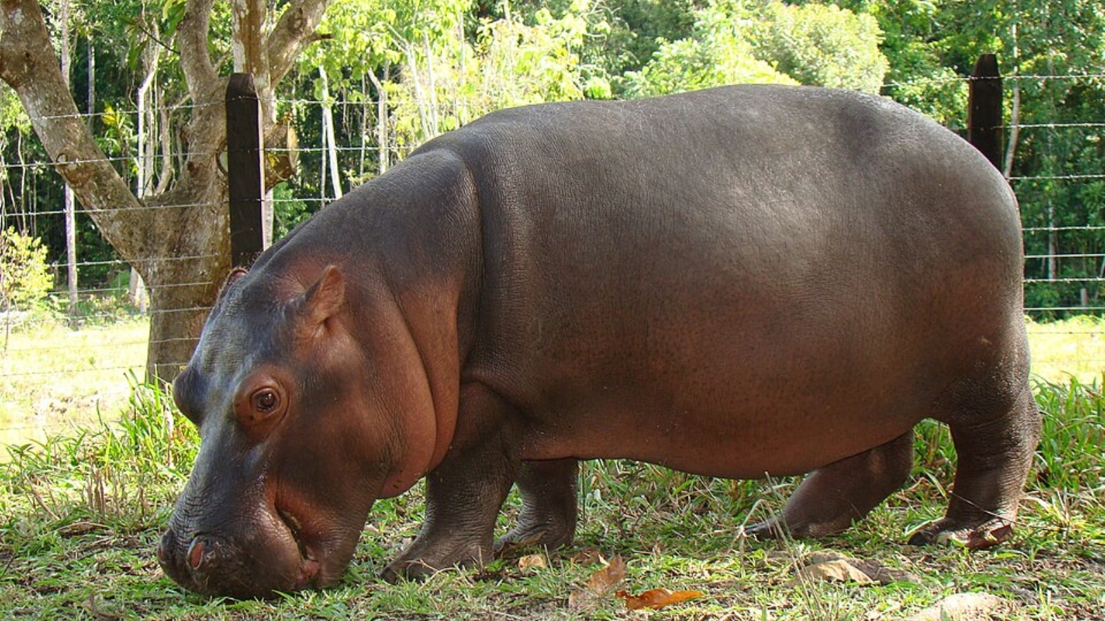 What are 'cocaine hippos'?