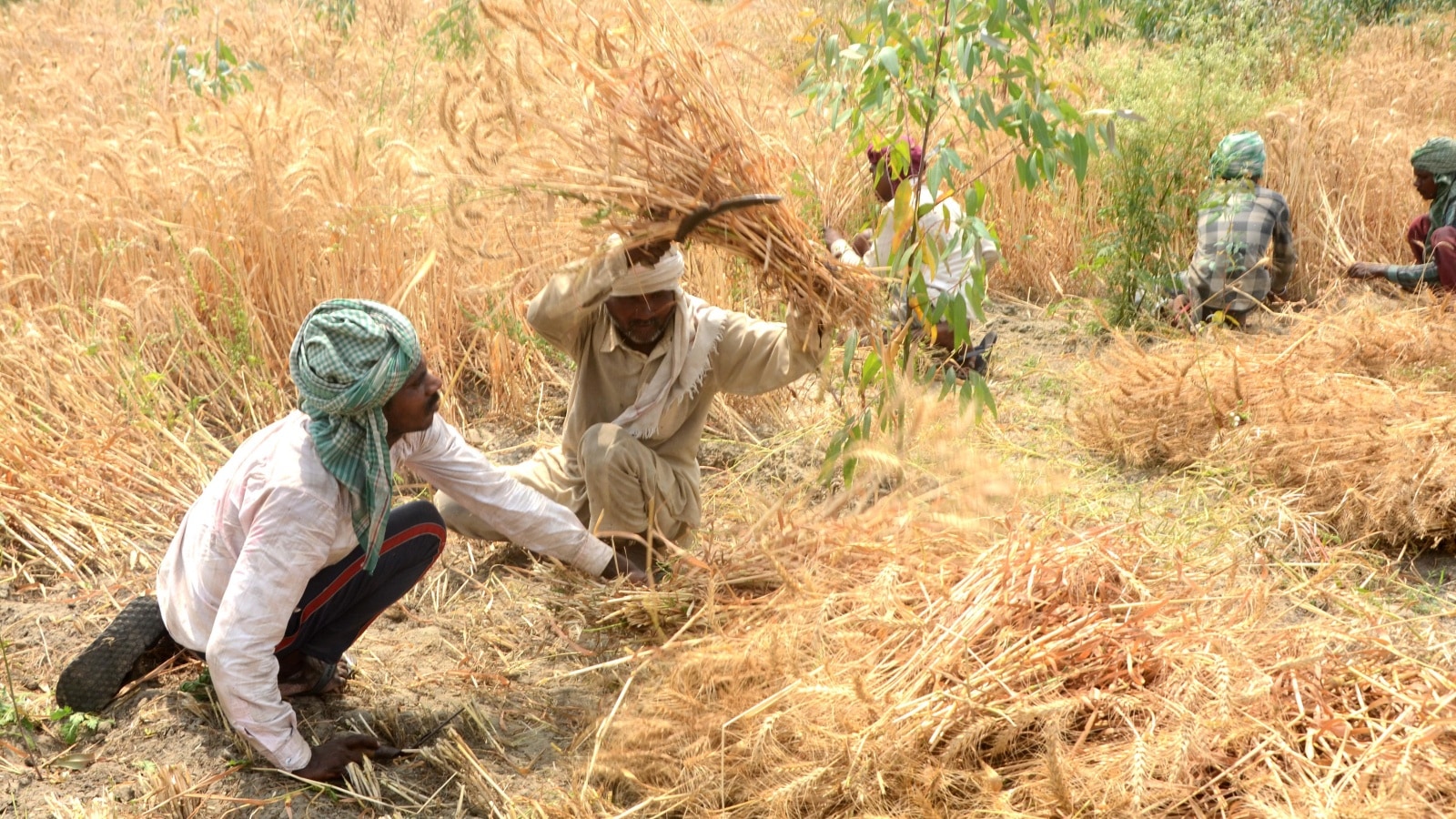 For agri growth in volatile world, look beyond farm gate | The Indian ...