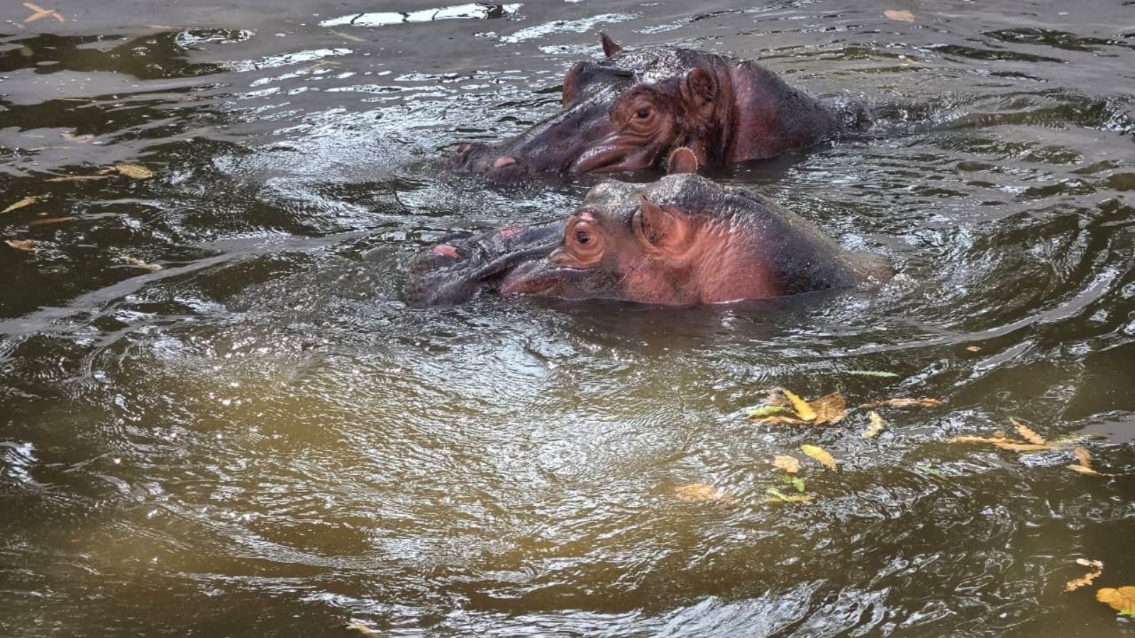 Gujarat Hippos Love Story: 350 Km Apart Pair Finds Perfect Match