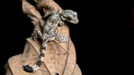 Latest News on Lizards: Get Lizards News Updates along with Photos ...