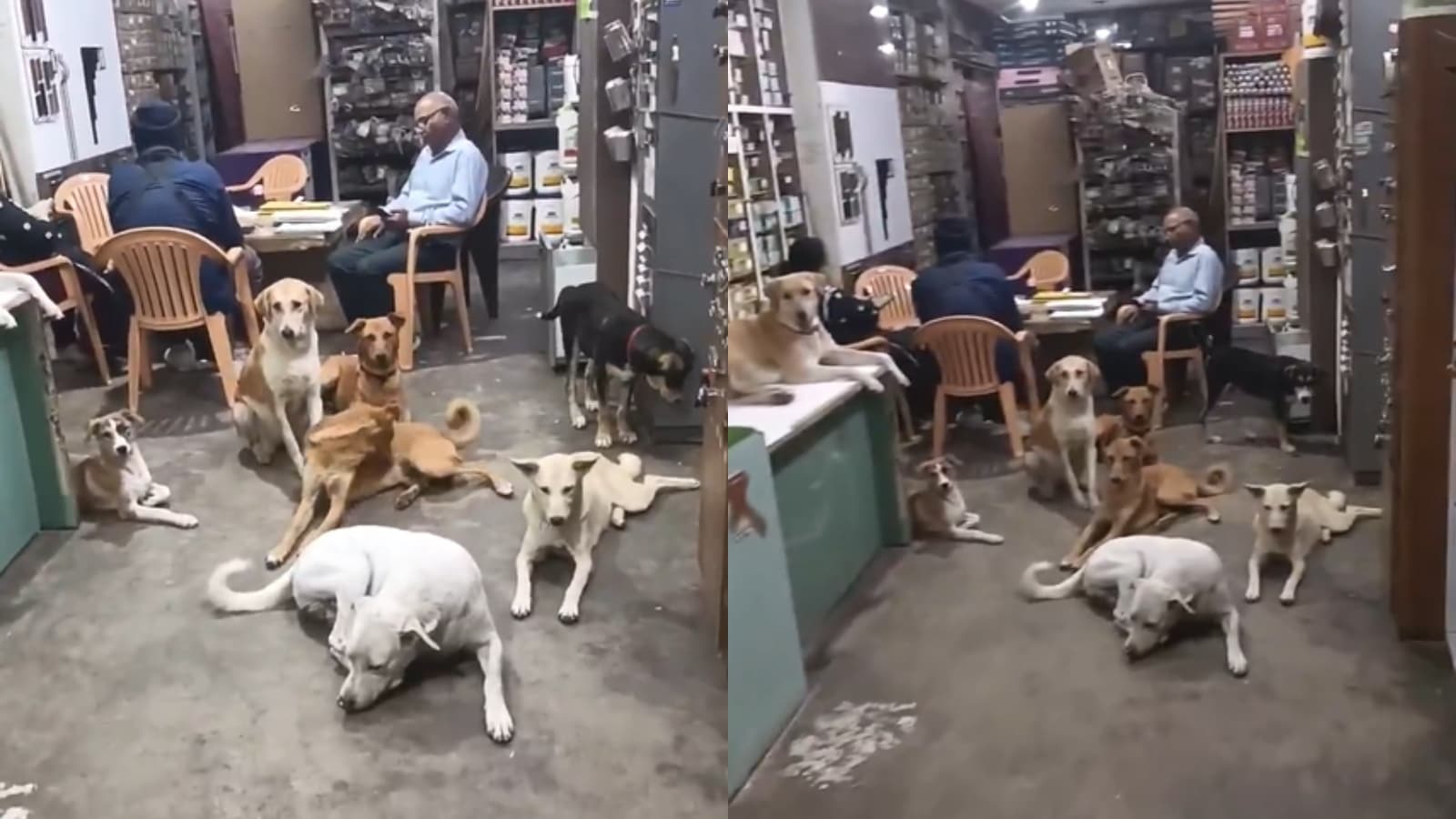 Viral Video: Shopkeeper Shelters Stray Dogs Indoors in Heatwave