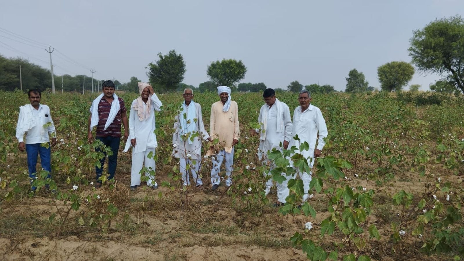 From cotton to paddy: Why Haryana farmers are changing course ...