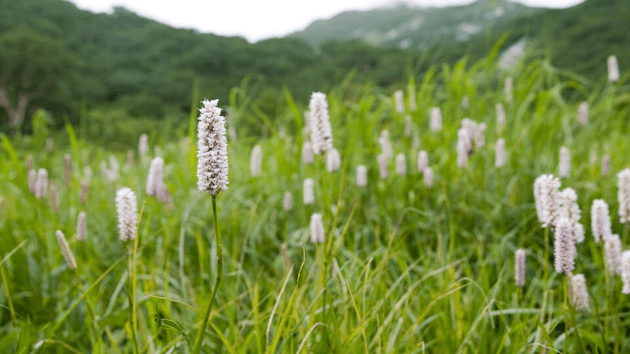 Beautiful Himalayan flowers that bloom in summer | Lifestyle Gallery ...