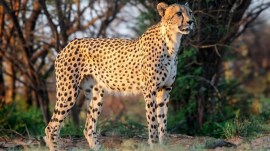 Latest News on Cheetah: Get Cheetah News Updates along with Photos ...