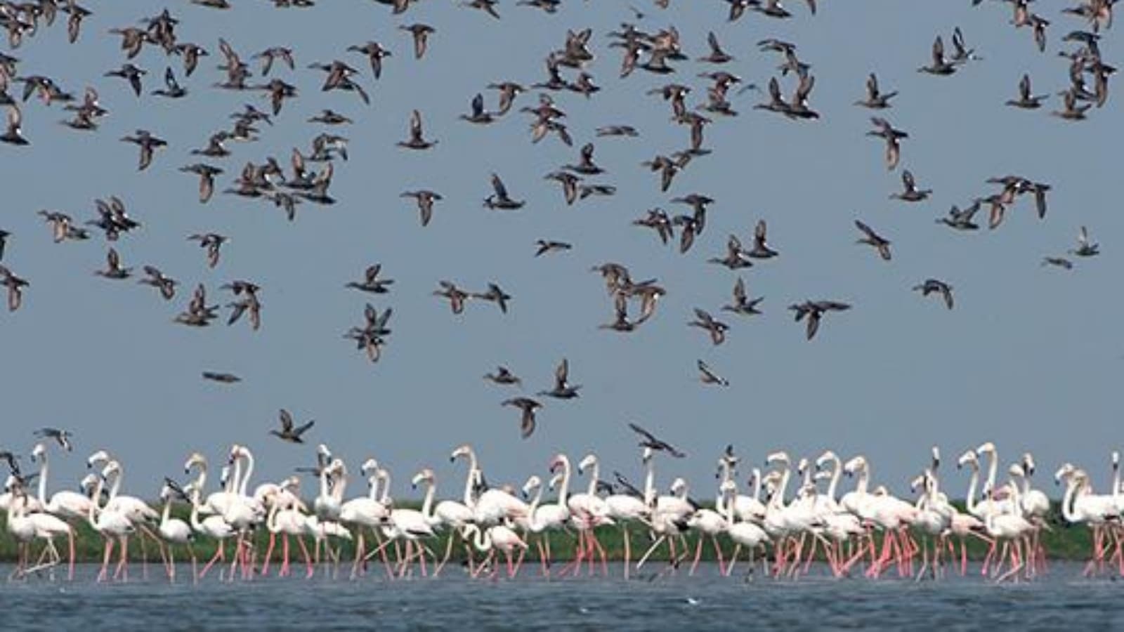 Flamingos to cranes: India’s most bird-rich lakes | Pets-animals News ...
