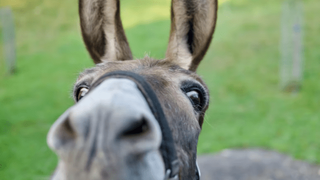 World Donkey Day Special: Meet the intelligent animal often overlooked ...