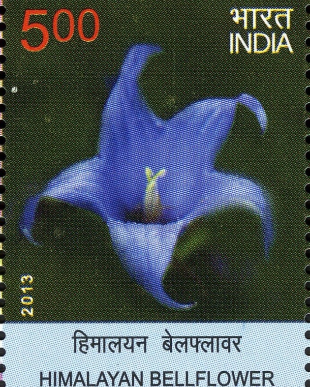 Beautiful Himalayan flowers that bloom in summer | Lifestyle Gallery ...