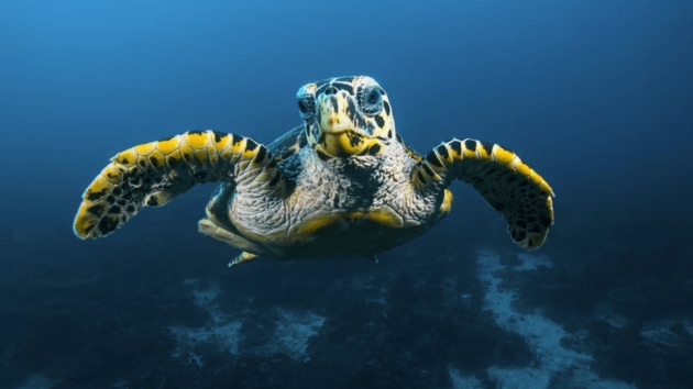 World Turtle Day: Fascinating facts about these sea creatures ...