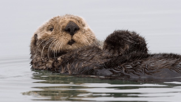 World Otter Day: Fun facts about these smart and playful animals ...