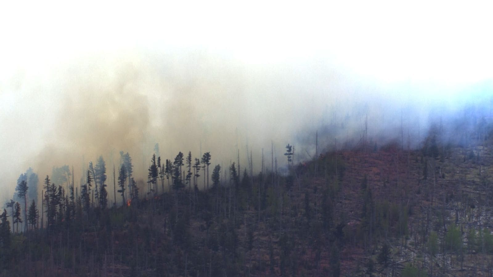 Small medical plane crashes in New Mexico mountains, 4 dead | World ...