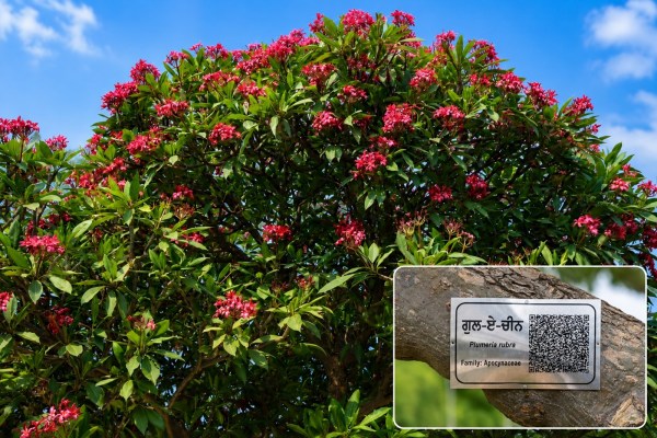 Why Punjab Agricultural University is Tagging 200+ Heritage Trees with ...