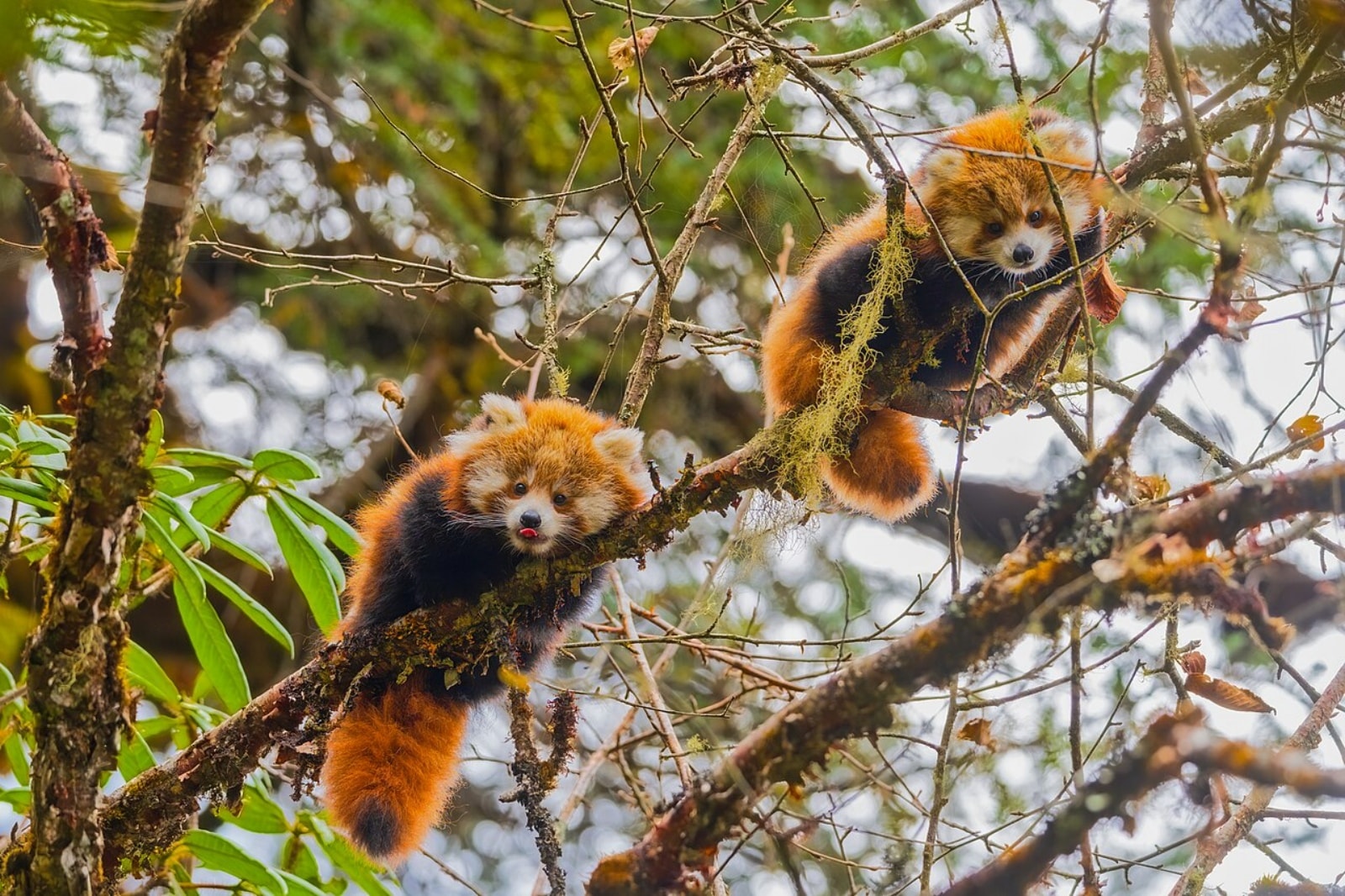 Top places in the world to spot the elusive red panda | Pets-animals ...