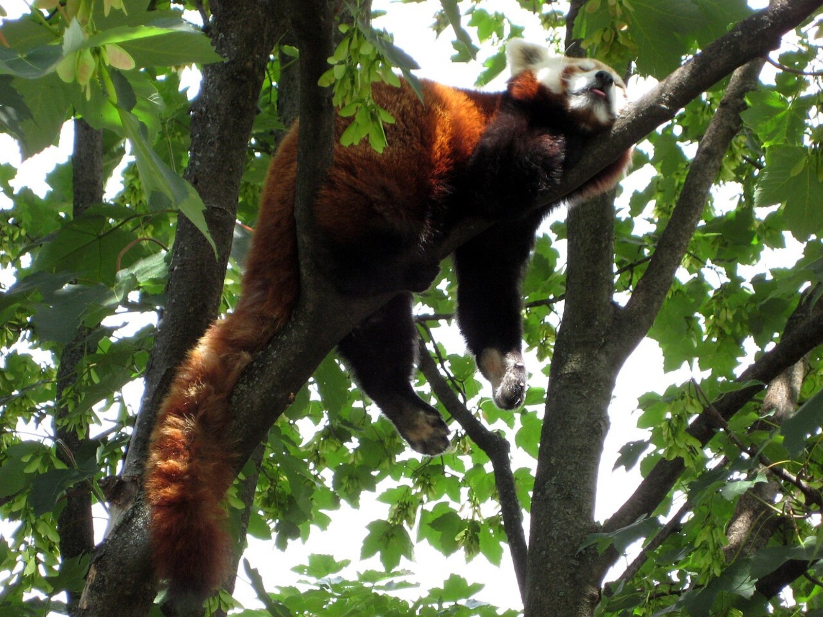 Top places in the world to spot the elusive red panda | Pets-animals ...