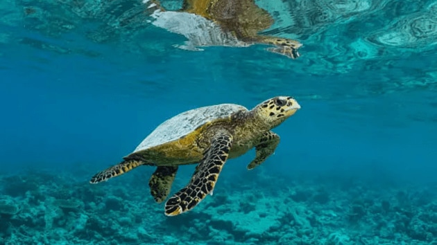 World Turtle Day: Fascinating facts about these sea creatures ...