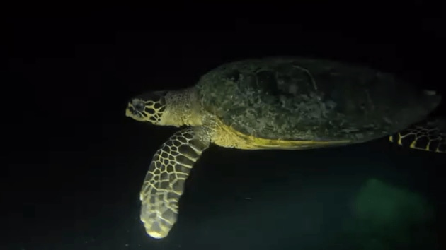 World Turtle Day: Fascinating facts about these sea creatures ...