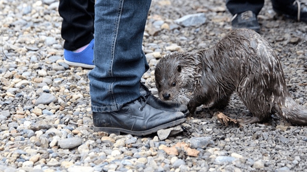 World Otter Day: Fun facts about these smart and playful animals ...