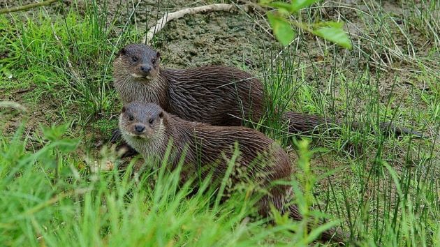 World Otter Day: Fun facts about these smart and playful animals ...