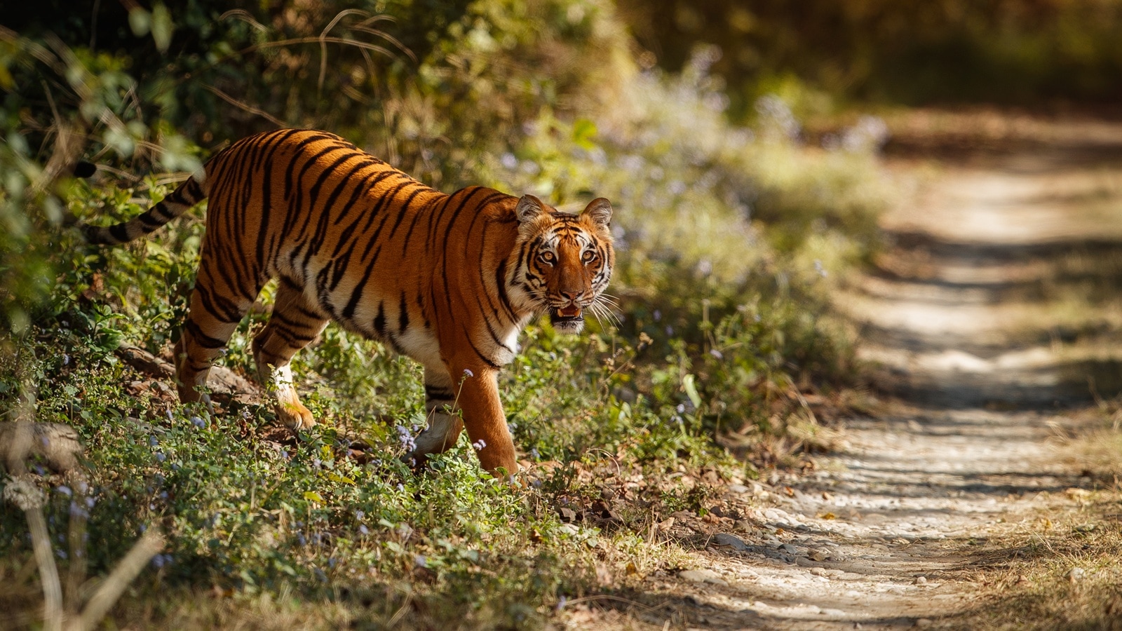 How a Terrifying Tiger Attack Killed Four Village Women Gathering Tendu ...