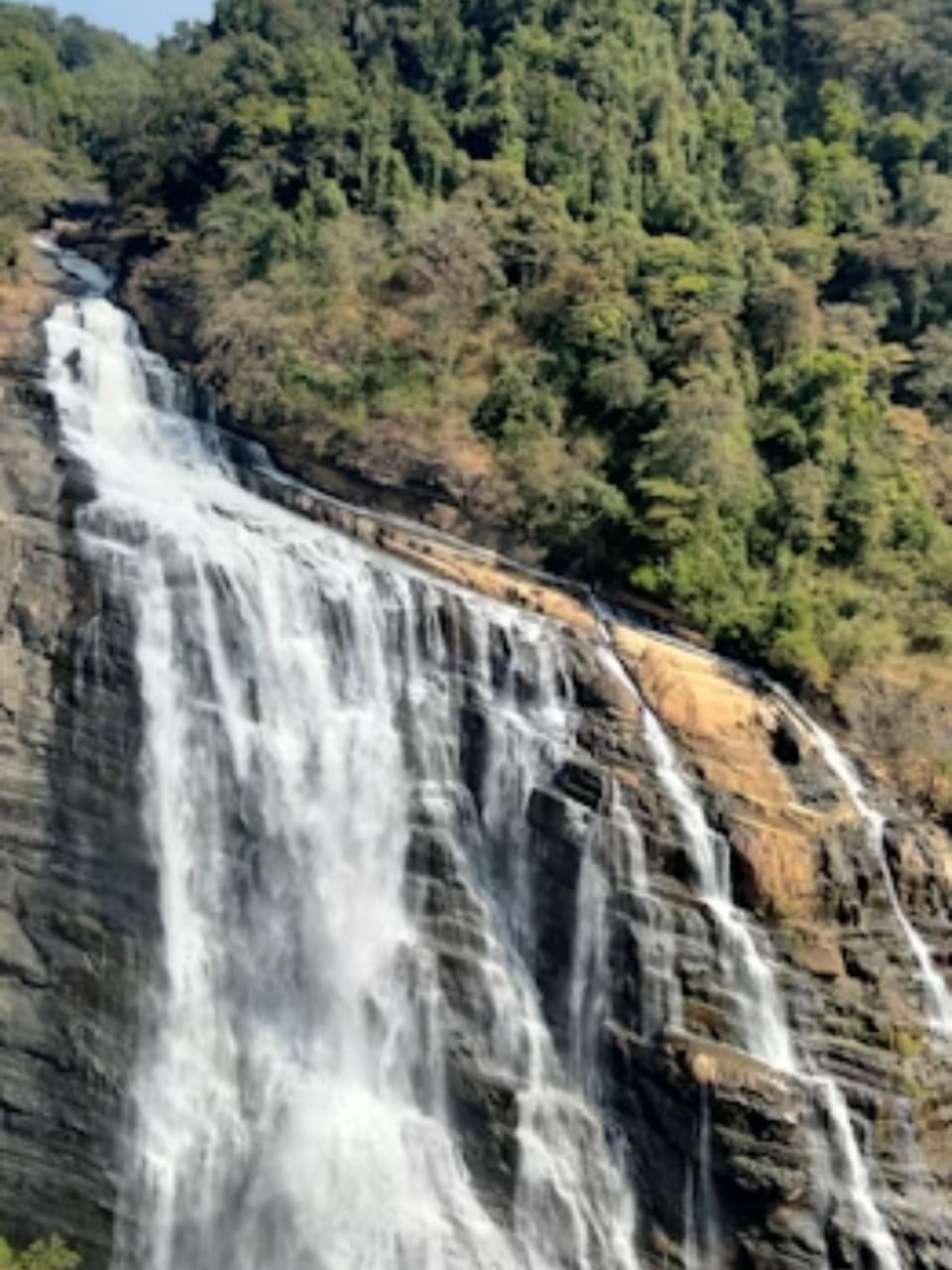Remarkable Animals Found in the Western Ghats