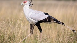 Latest News on Birds: Get Birds News Updates along with Photos, Videos ...
