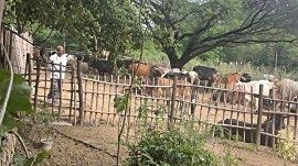 Latest News on Cow Slaughter: Get Cow Slaughter News Updates along with ...