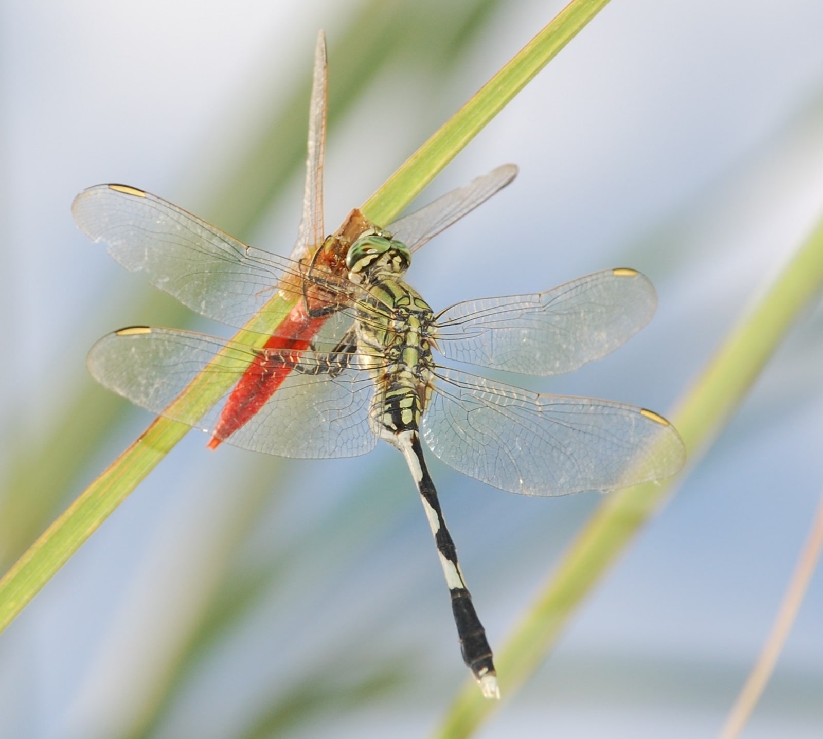 What dragonflies tell us about the state of our waterbodies | Eye News ...