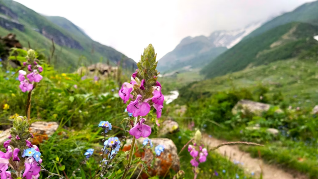 Beautiful Himalayan flowers that bloom in summer | Lifestyle Gallery ...