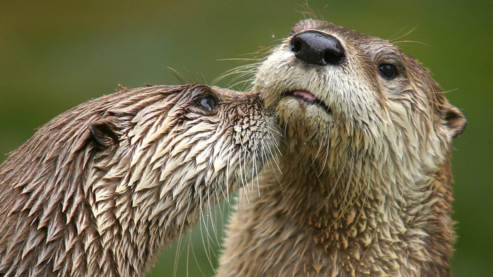 World Otter Day: Fun facts about these smart and playful animals ...