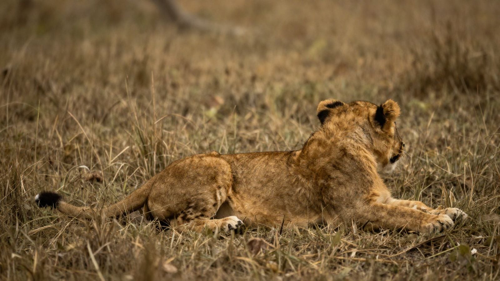 Two lion cubs died of suspected parasitic infection, says Gujarat govt ...