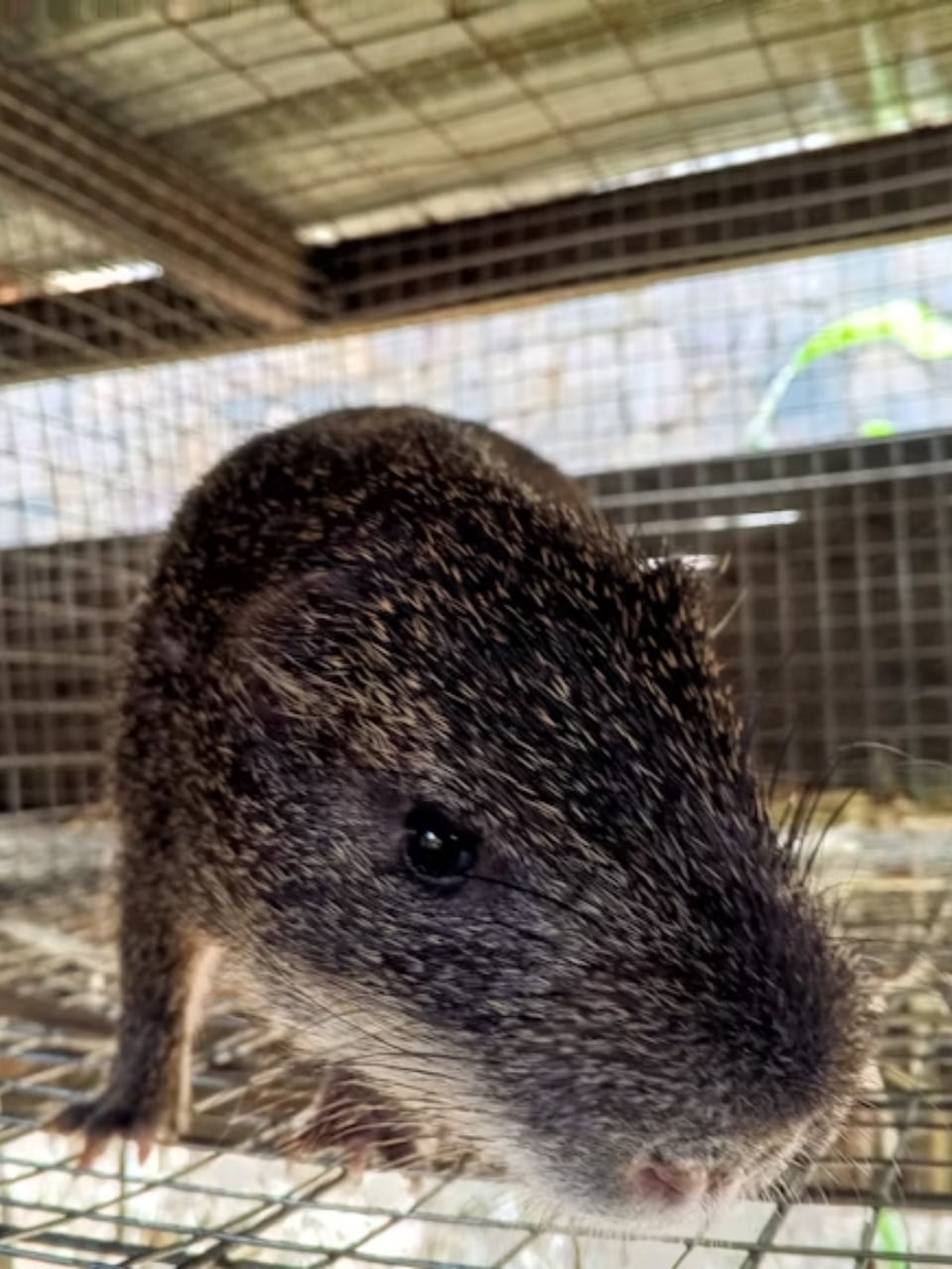 Animal Superpowers You Didn't Know About