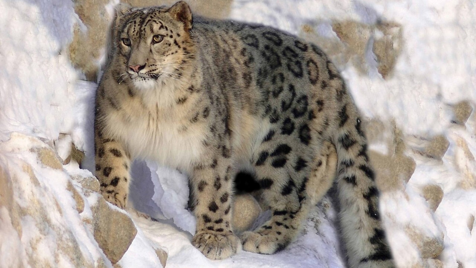 Meet the endangered species that are surviving in India’s national ...