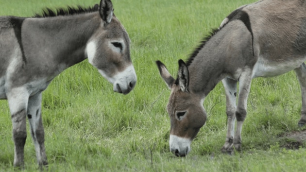 World Donkey Day Special: Meet the intelligent animal often overlooked ...