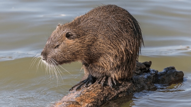 World Otter Day: Fun facts about these smart and playful animals ...