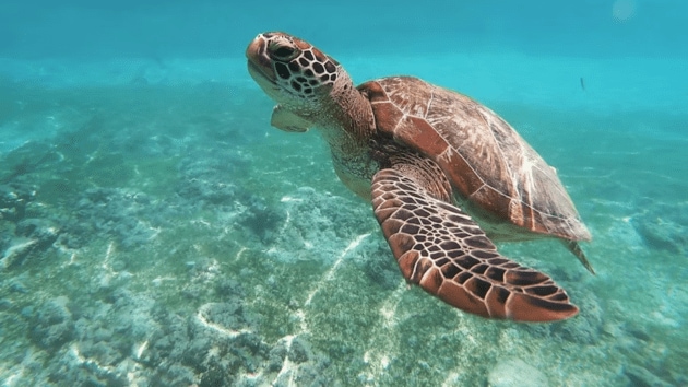 World Turtle Day: Fascinating facts about these sea creatures ...